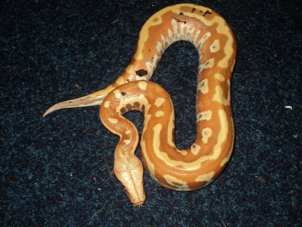 E Midlands - T+ Albino blood python | Reptile Forums
