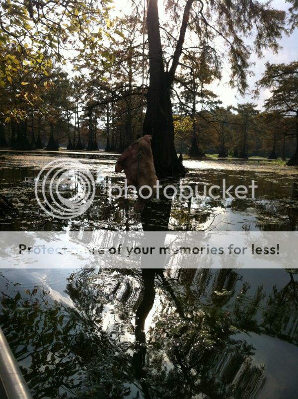 Finally got......my Gator Tags!!!!!! | Duck Hunting Forum