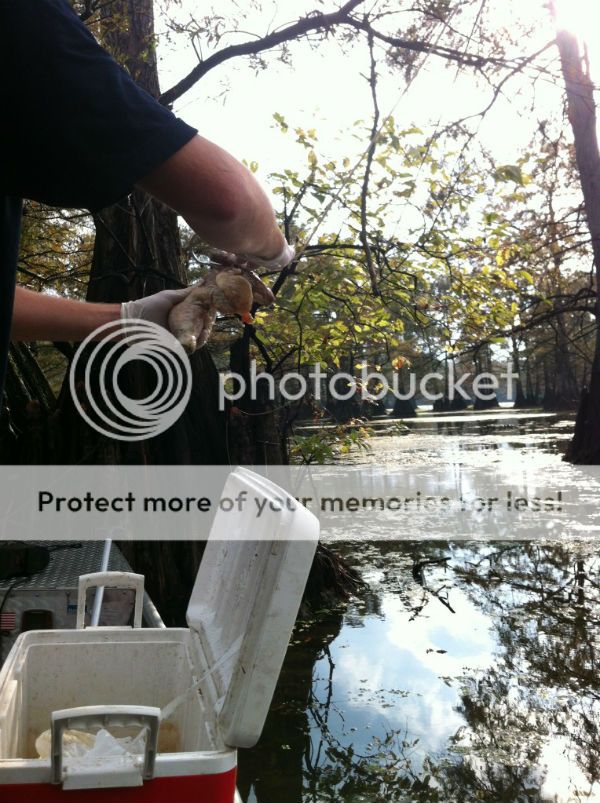 Finally got......my Gator Tags!!!!!! | Duck Hunting Forum