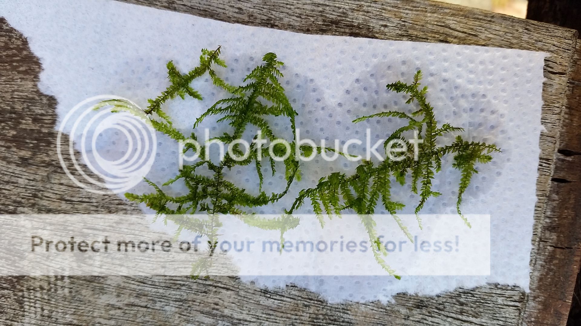 Moss ID- is this true weeping moss? | The Planted Tank Forum