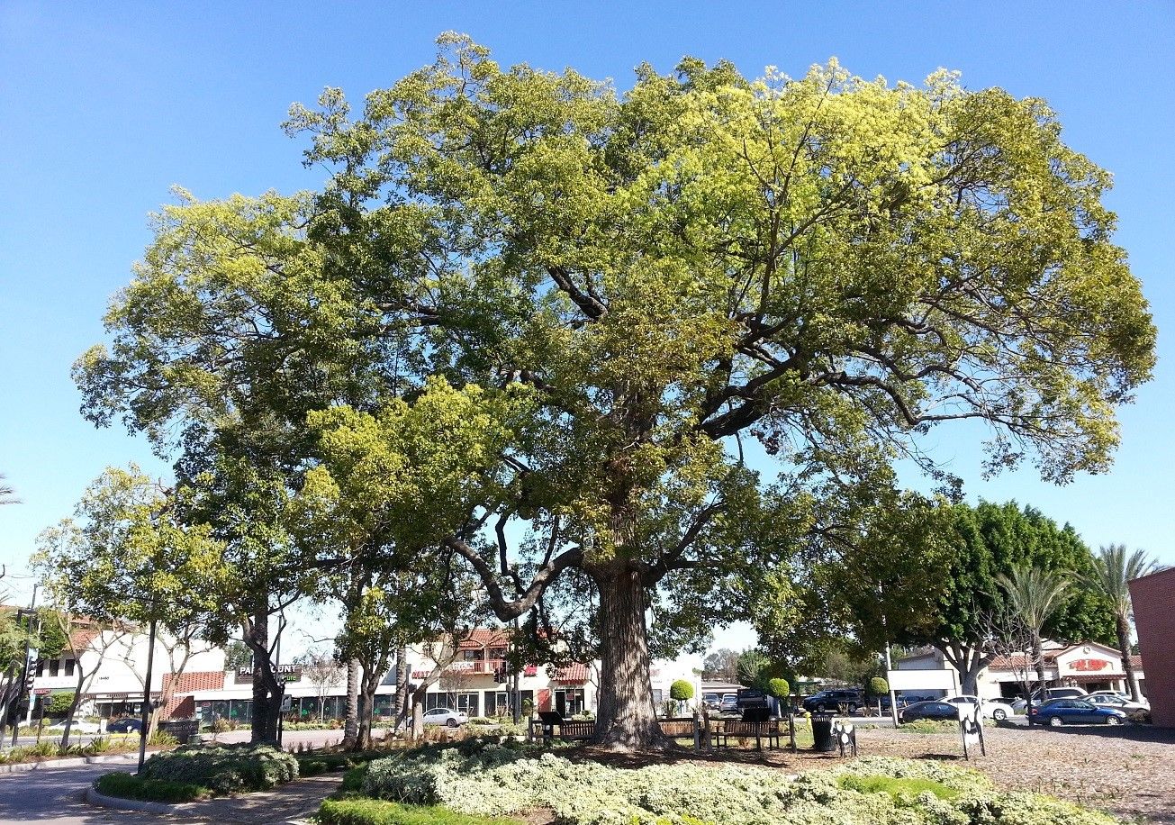 noirish Los Angeles - Page 2035 - SkyscraperPage Forum